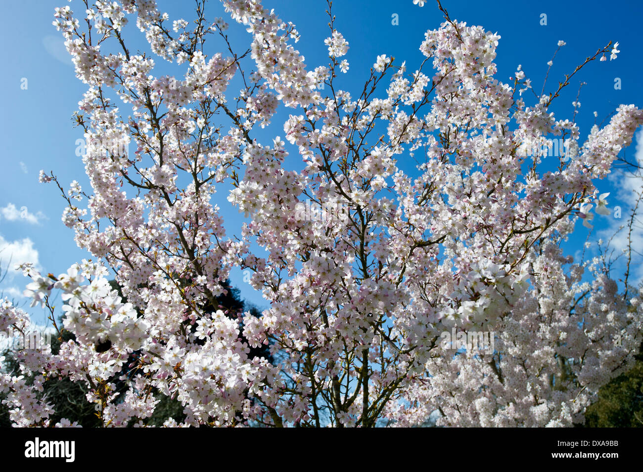 Spring flowers in UK Stock Photo - Alamy