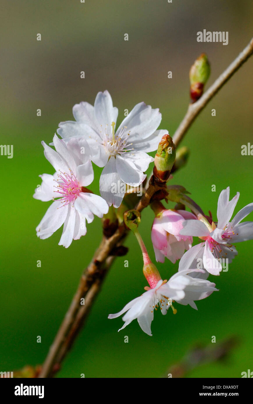 Spring japanese flowering cherry rosaceae hi-res stock photography and ...
