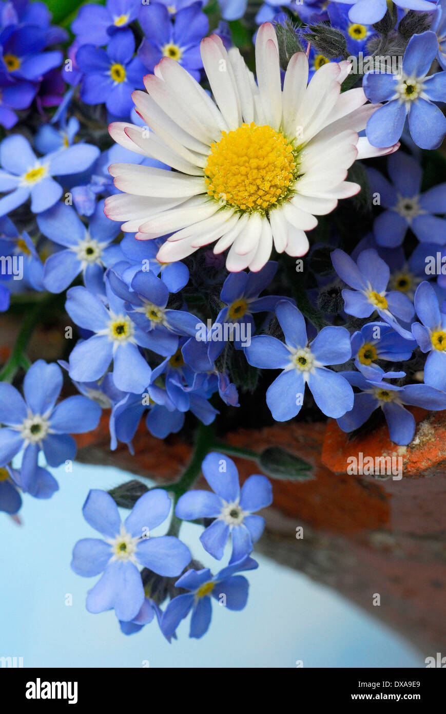 Daisy and Forget-me-not Stock Photo - Alamy