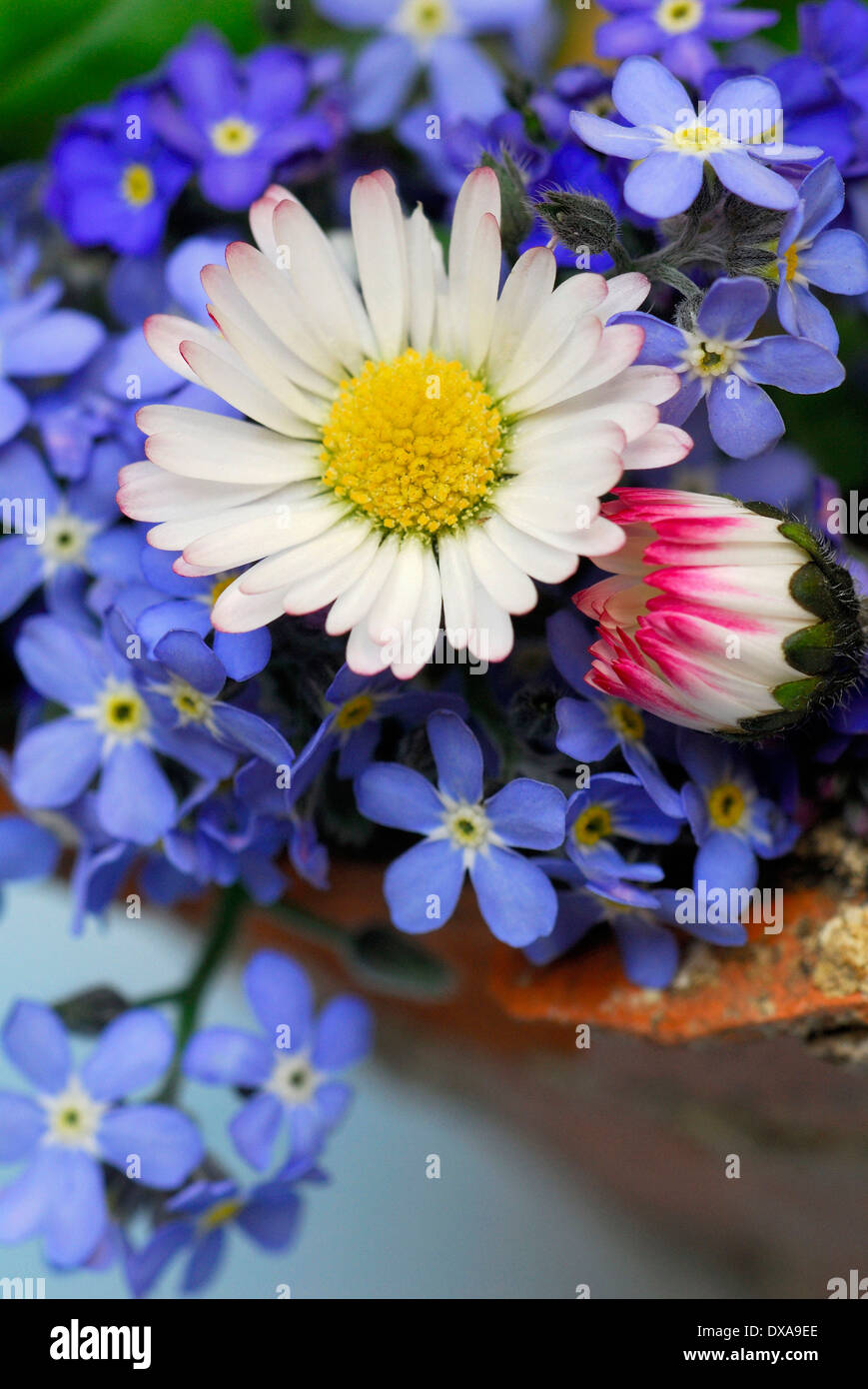 Myosotis and daisy hi-res stock photography and images - Alamy