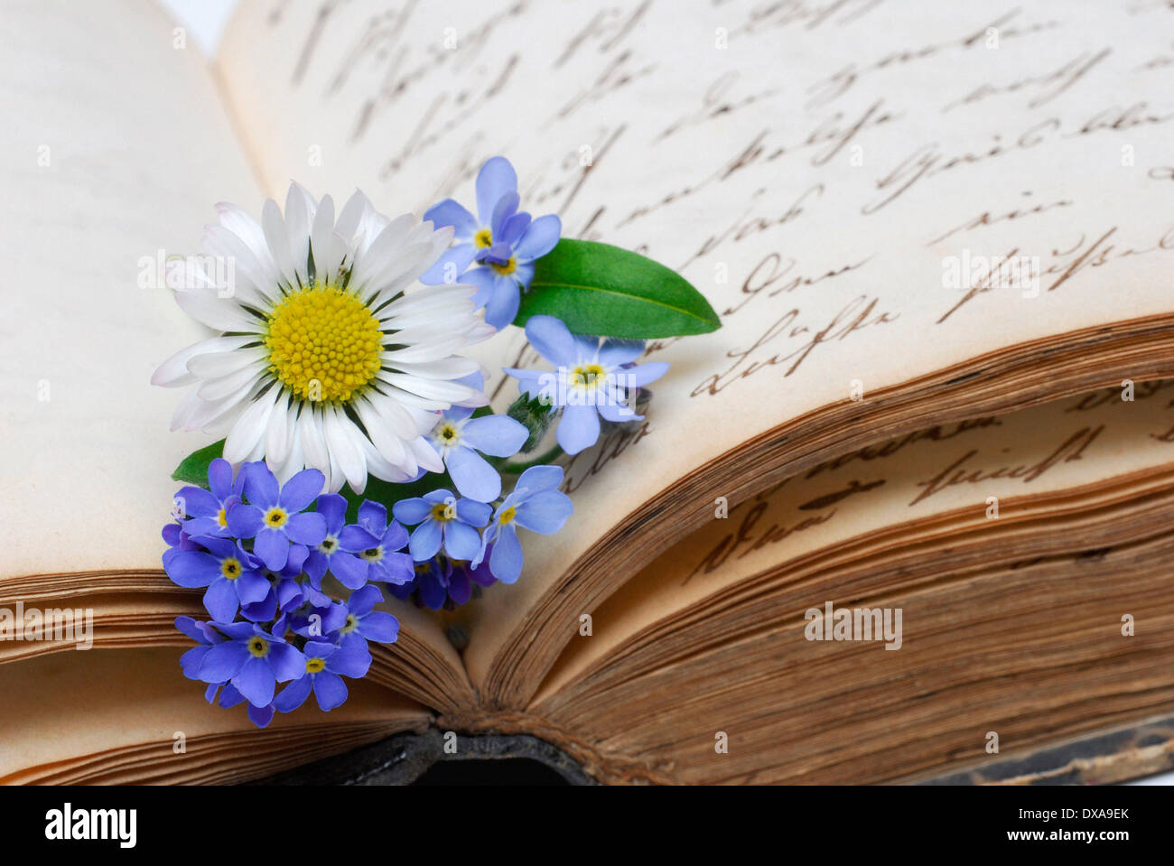 Daisy and Forget-me-not Stock Photo - Alamy