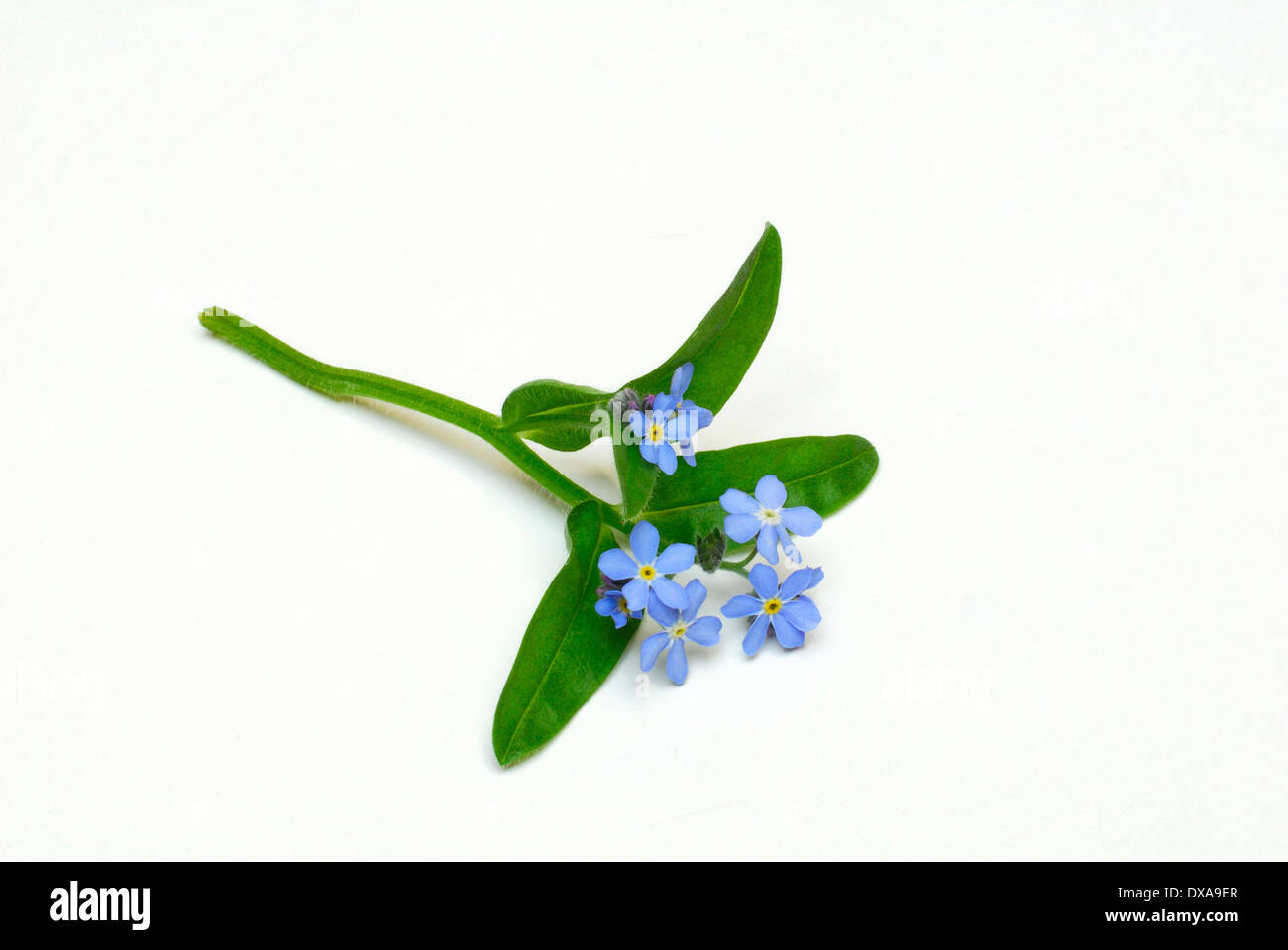 Forget me not hi-res stock photography and images - Alamy