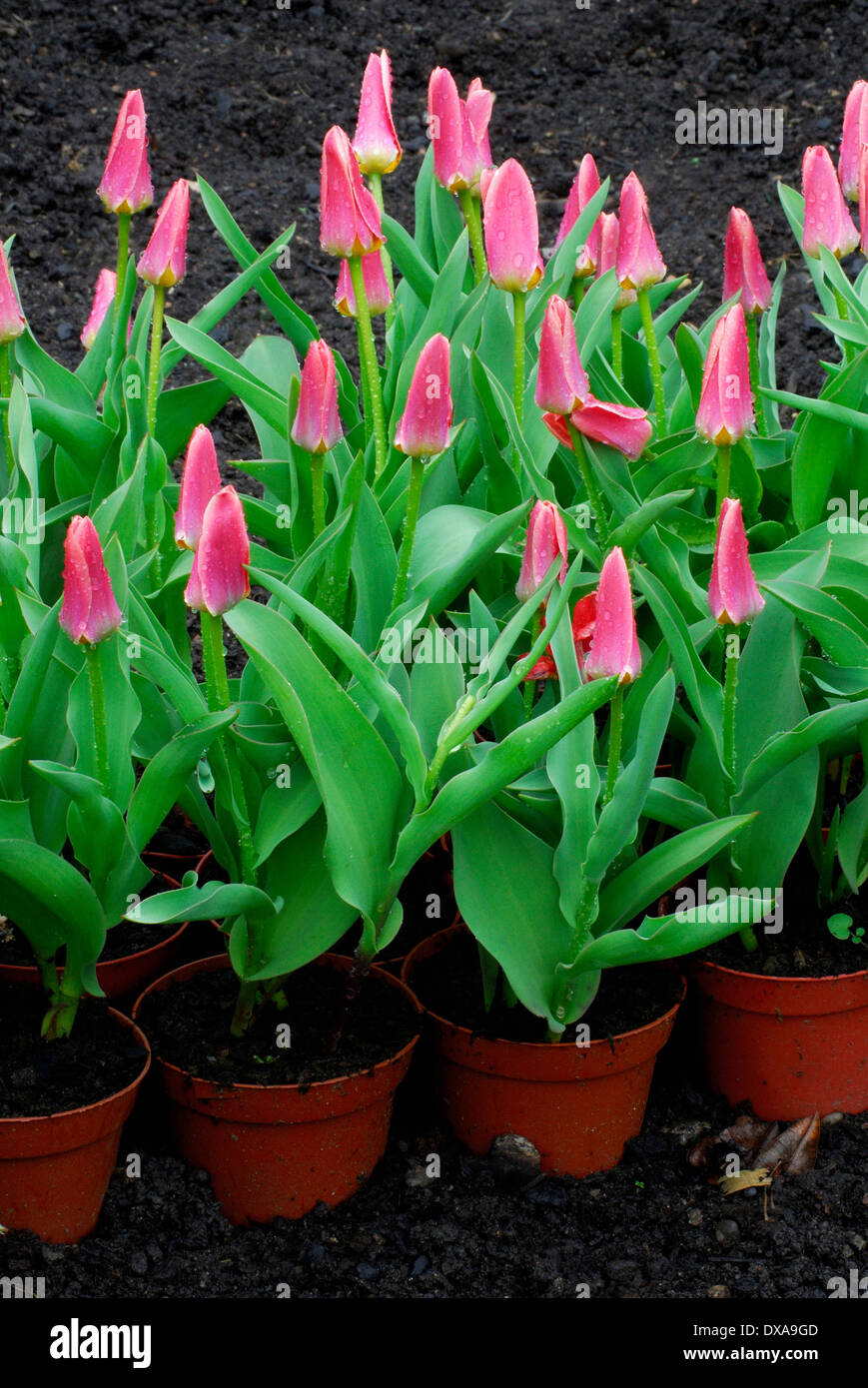 Tulips hi-res stock photography and images - Alamy