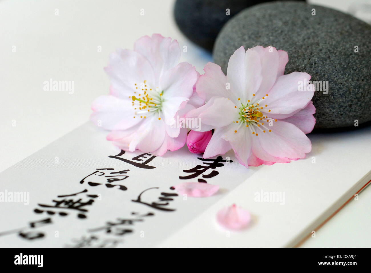 Japanese cherry hi-res stock photography and images - Alamy