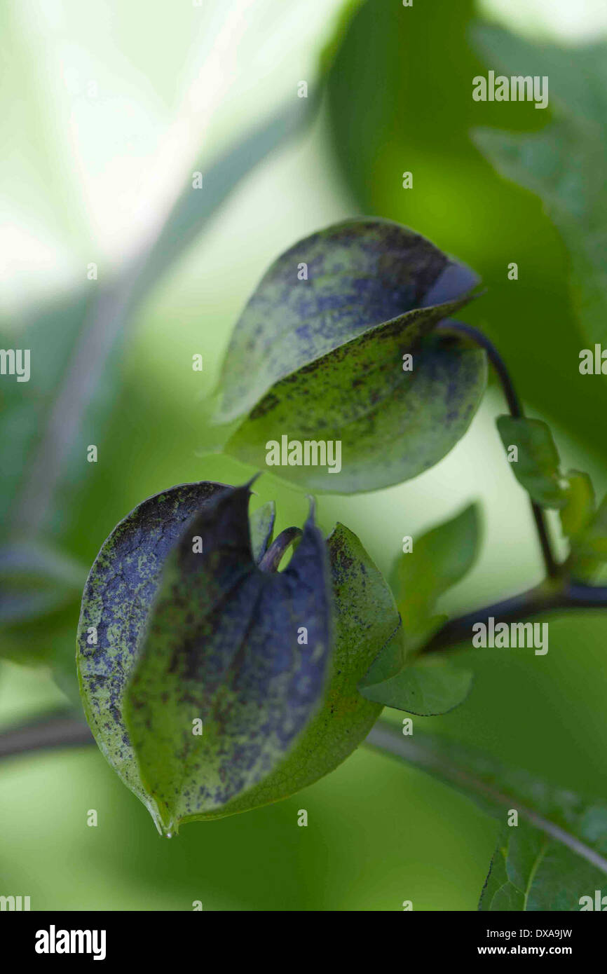 Nicandra physaloides hi-res stock photography and images - Alamy