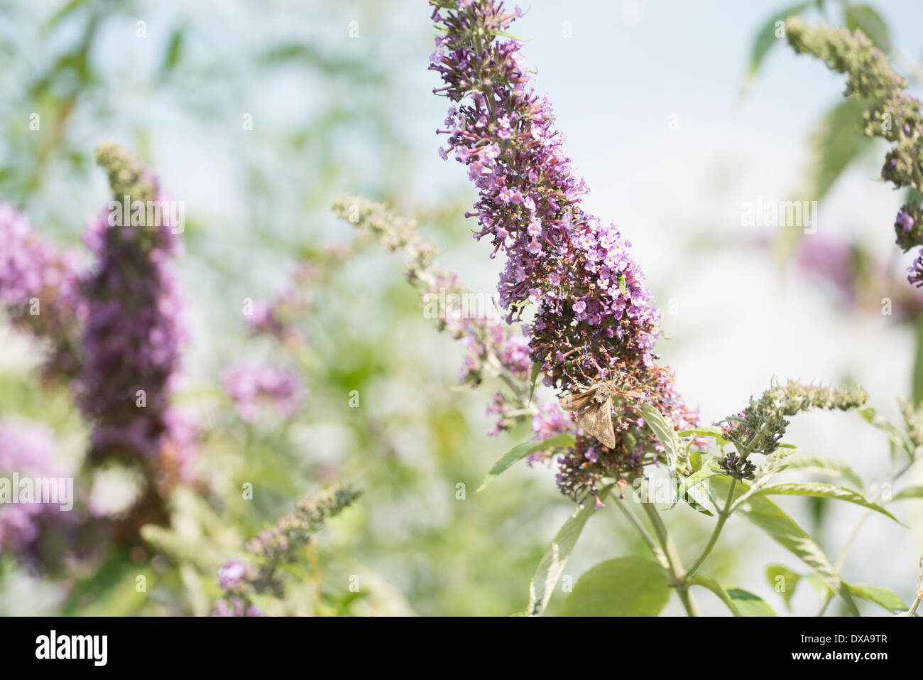 Silver Y Moth, Autographa gamma, on Buddleja davdii Stock Photo - Alamy