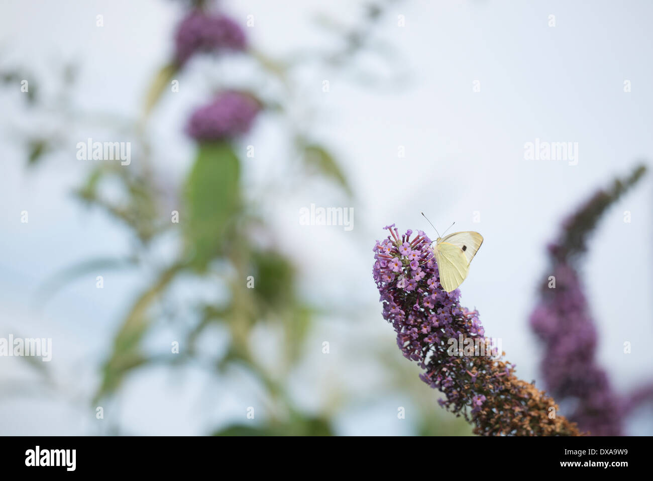White buddleja davidii flowers hi-res stock photography and images - Alamy