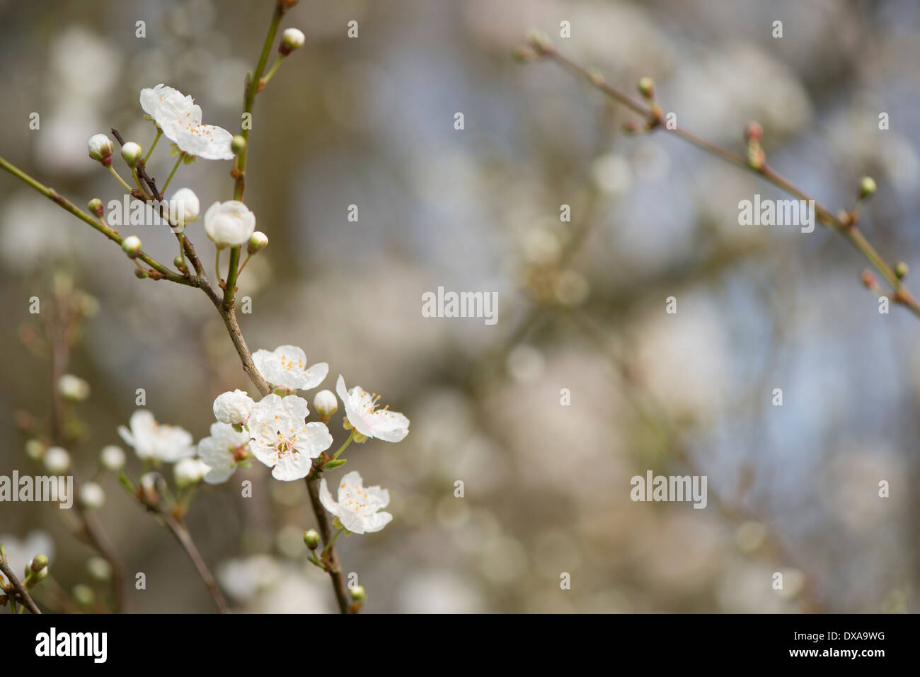 Early flowering cherry tree in blossom Stock Photo - Alamy