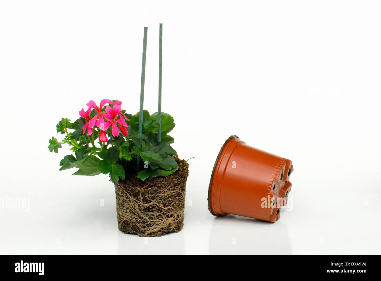 Geranium flowers cut out hi-res stock photography and images - Alamy