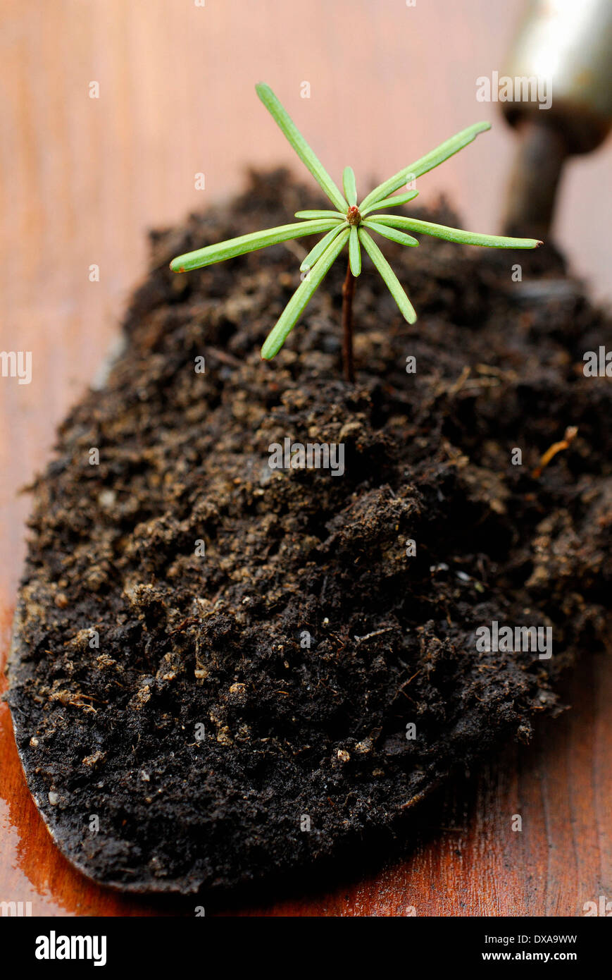 Spruce seedling hi-res stock photography and images - Alamy