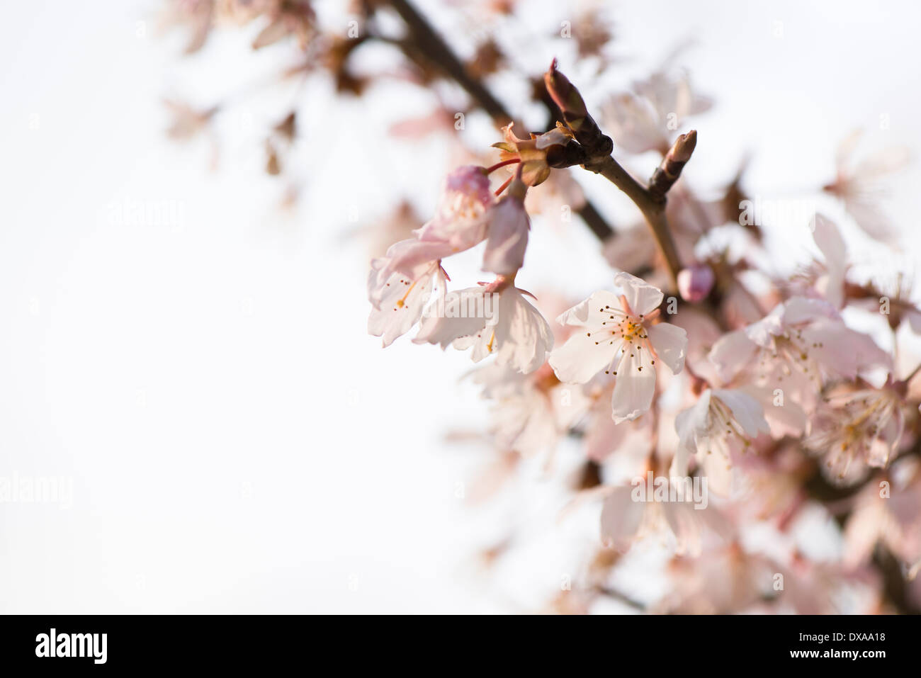 Blossoming prunus outside hi-res stock photography and images - Alamy