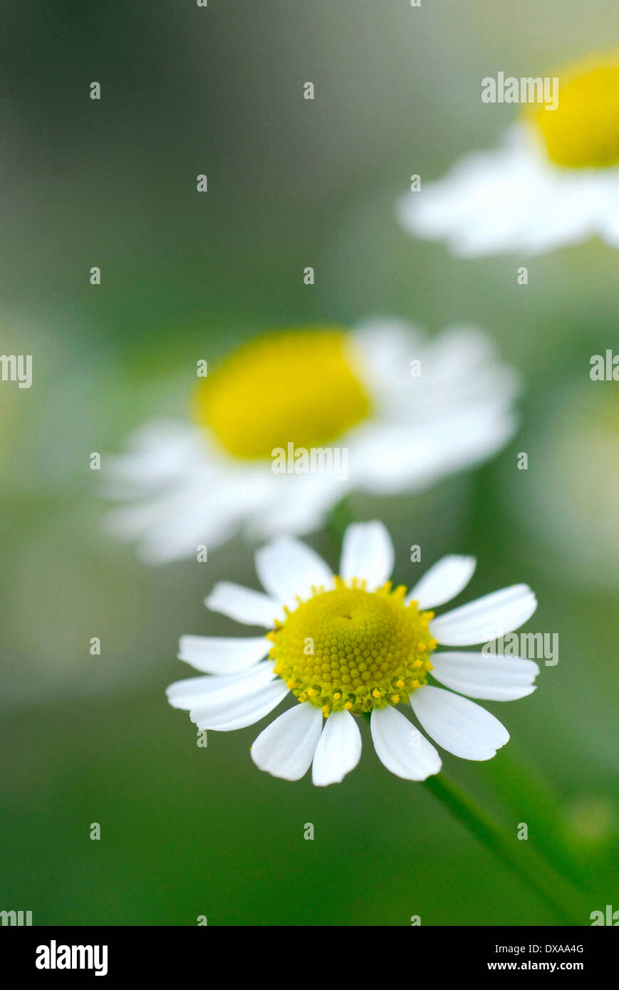 Mayweed plants hi-res stock photography and images - Alamy