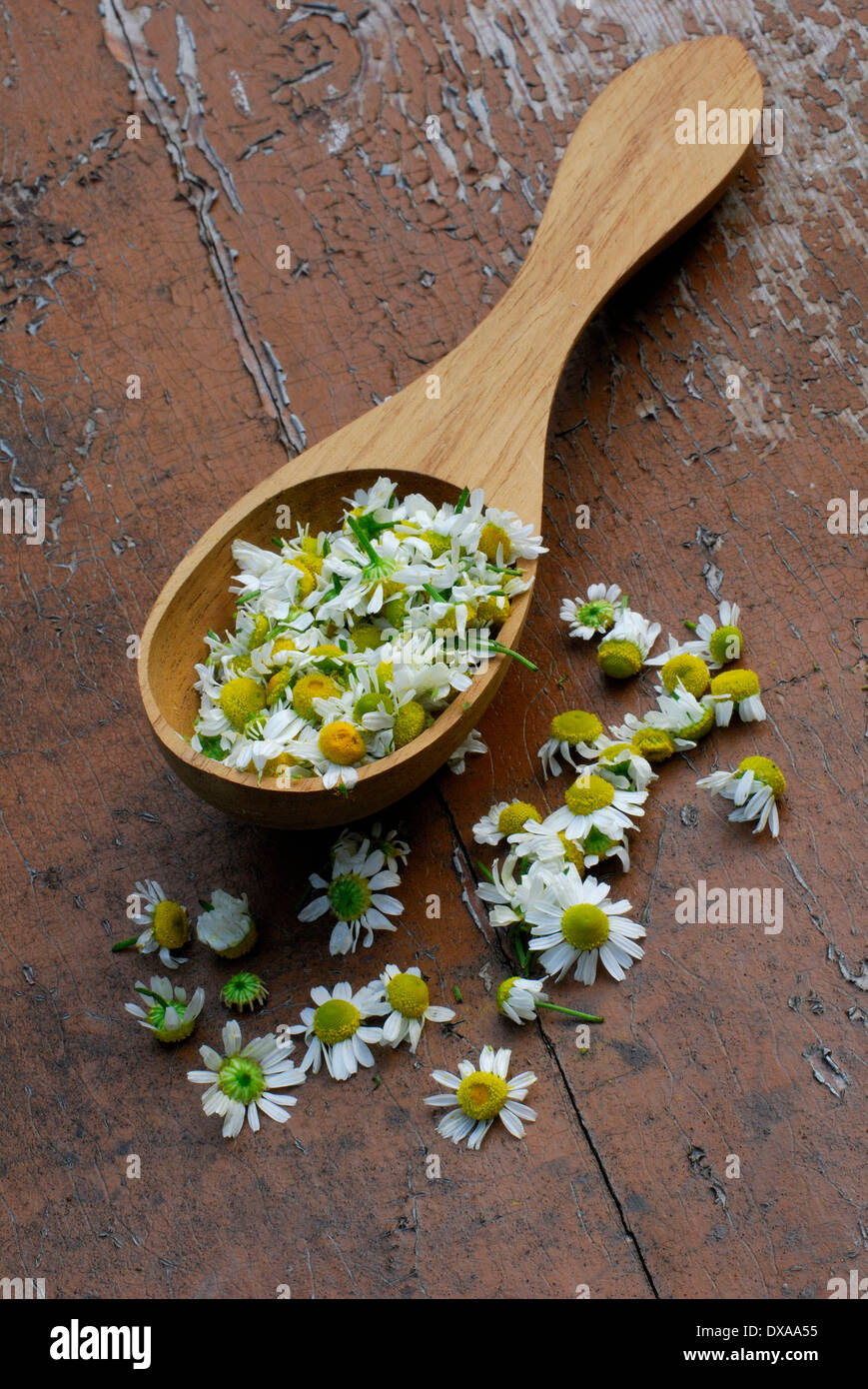 Mayweed plants hi-res stock photography and images - Alamy