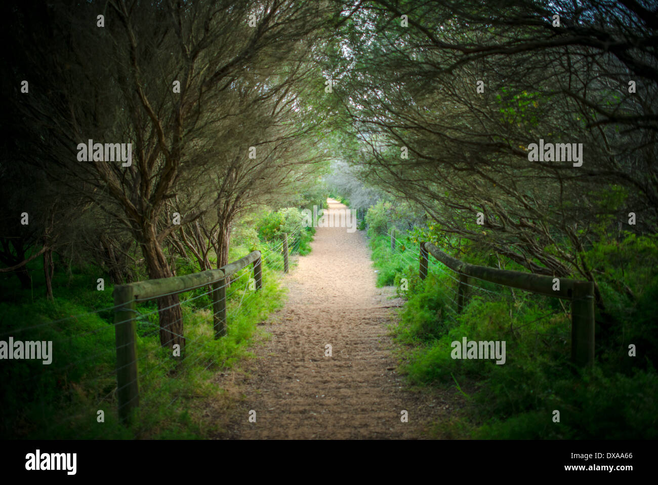 This is an image of a dirt path surrounded by a thick forest Stock ...