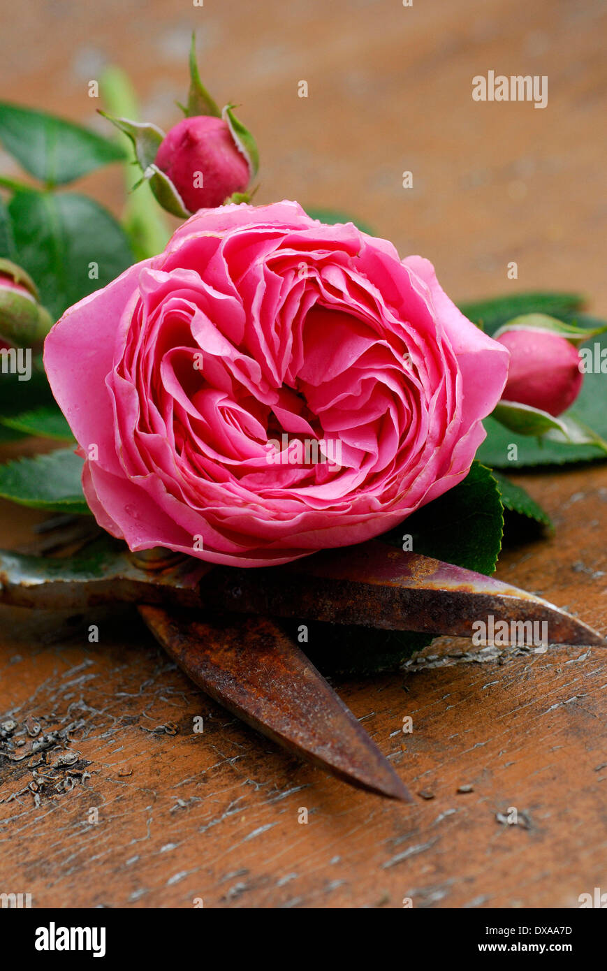 Rose leonardo da vinci red hi-res stock photography and images - Alamy