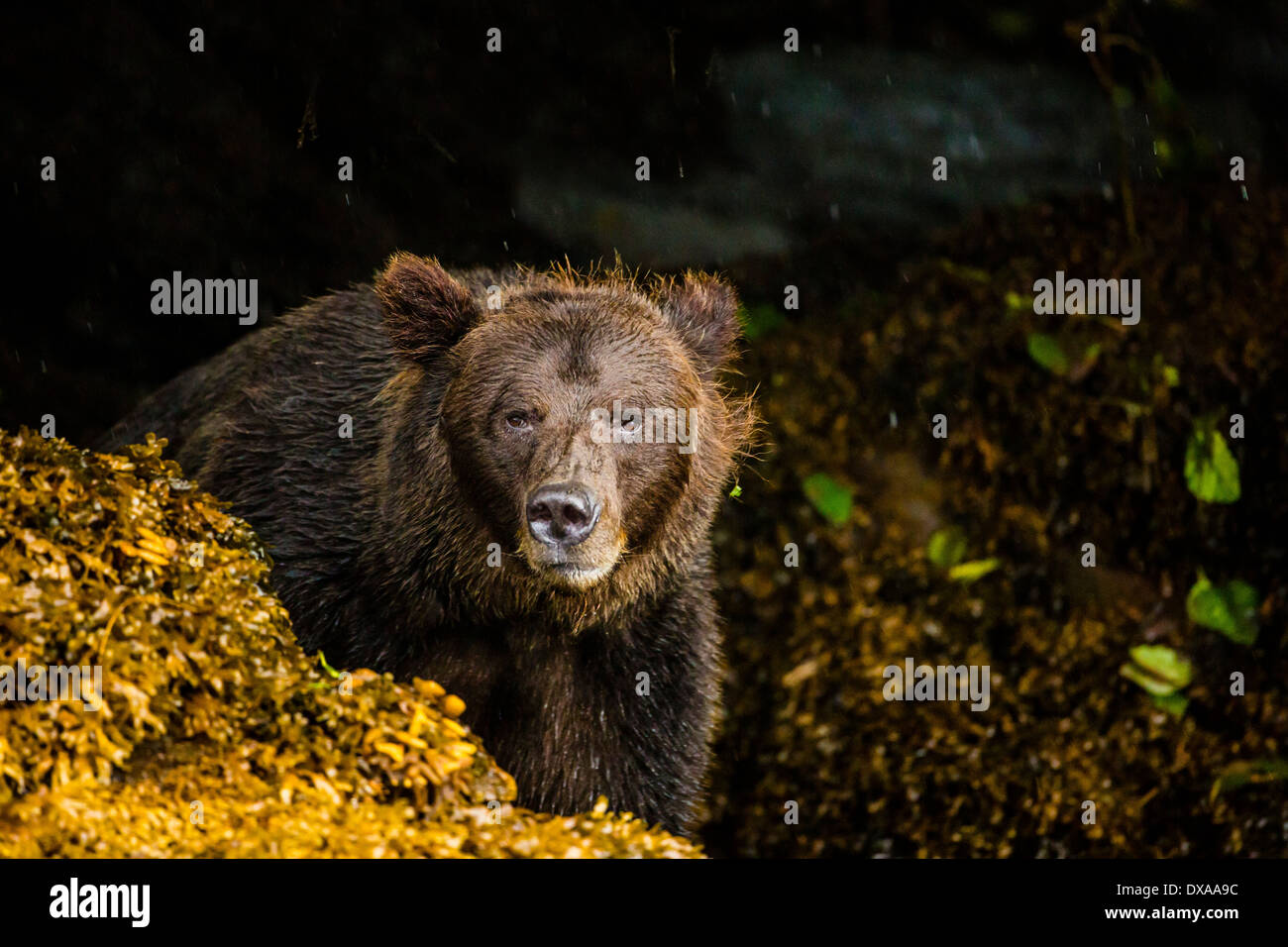 A female Grizzly bear stares and sniffs while traversing the ...