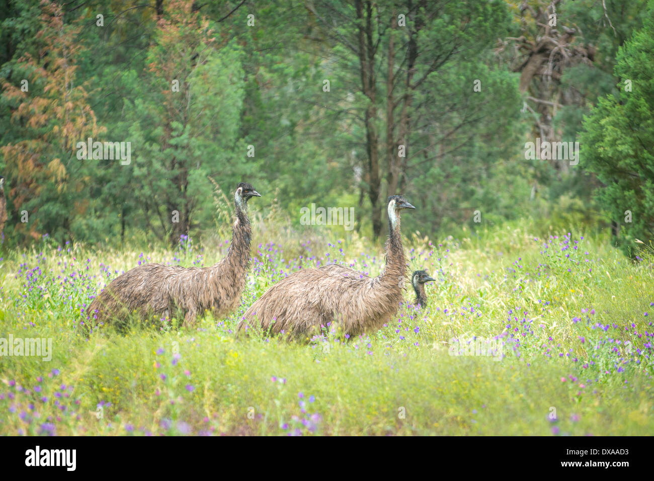 The emu is the largest bird native to Australia. This flock of emus was ...