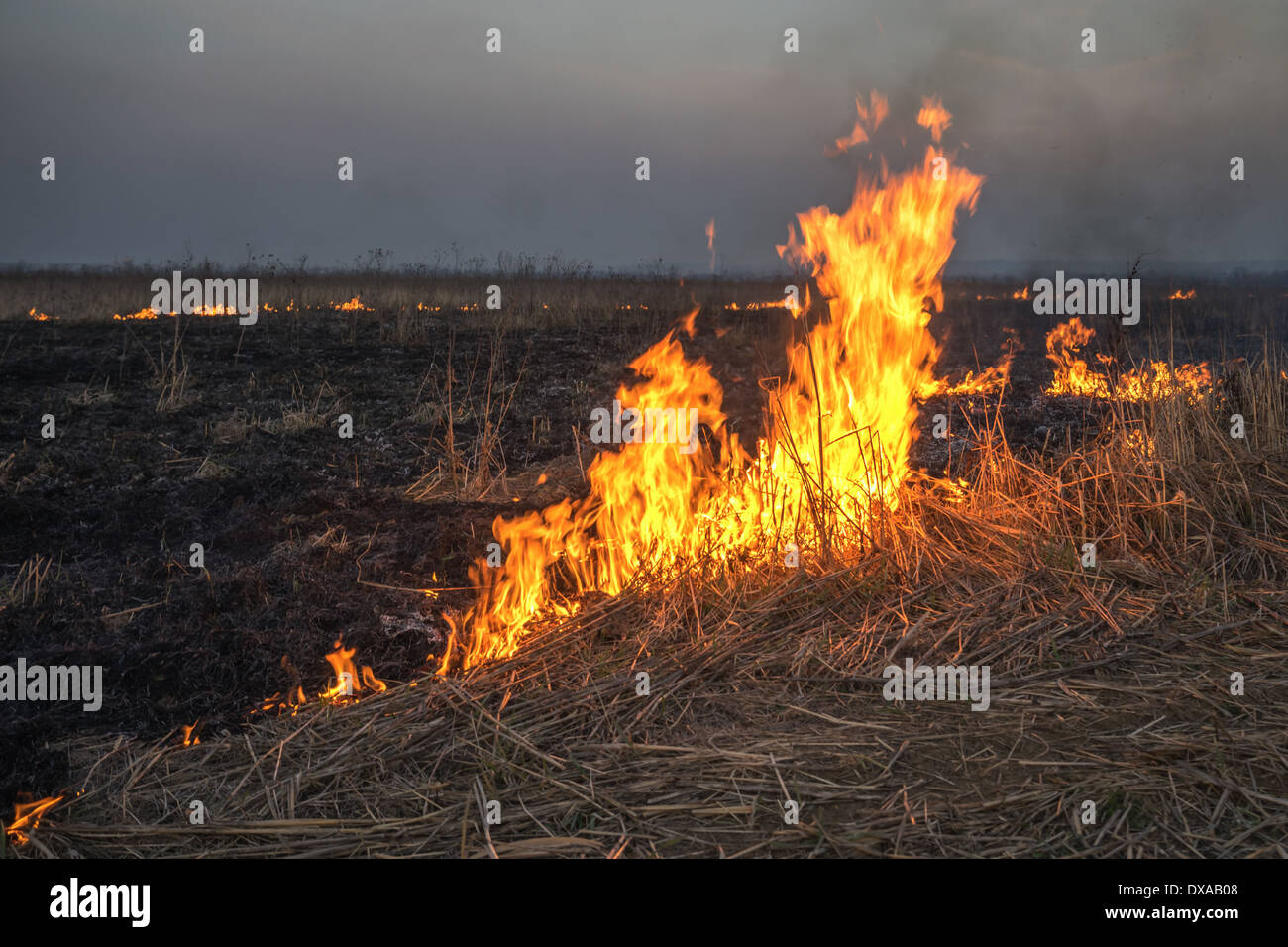 Fire field hi-res stock photography and images - Alamy
