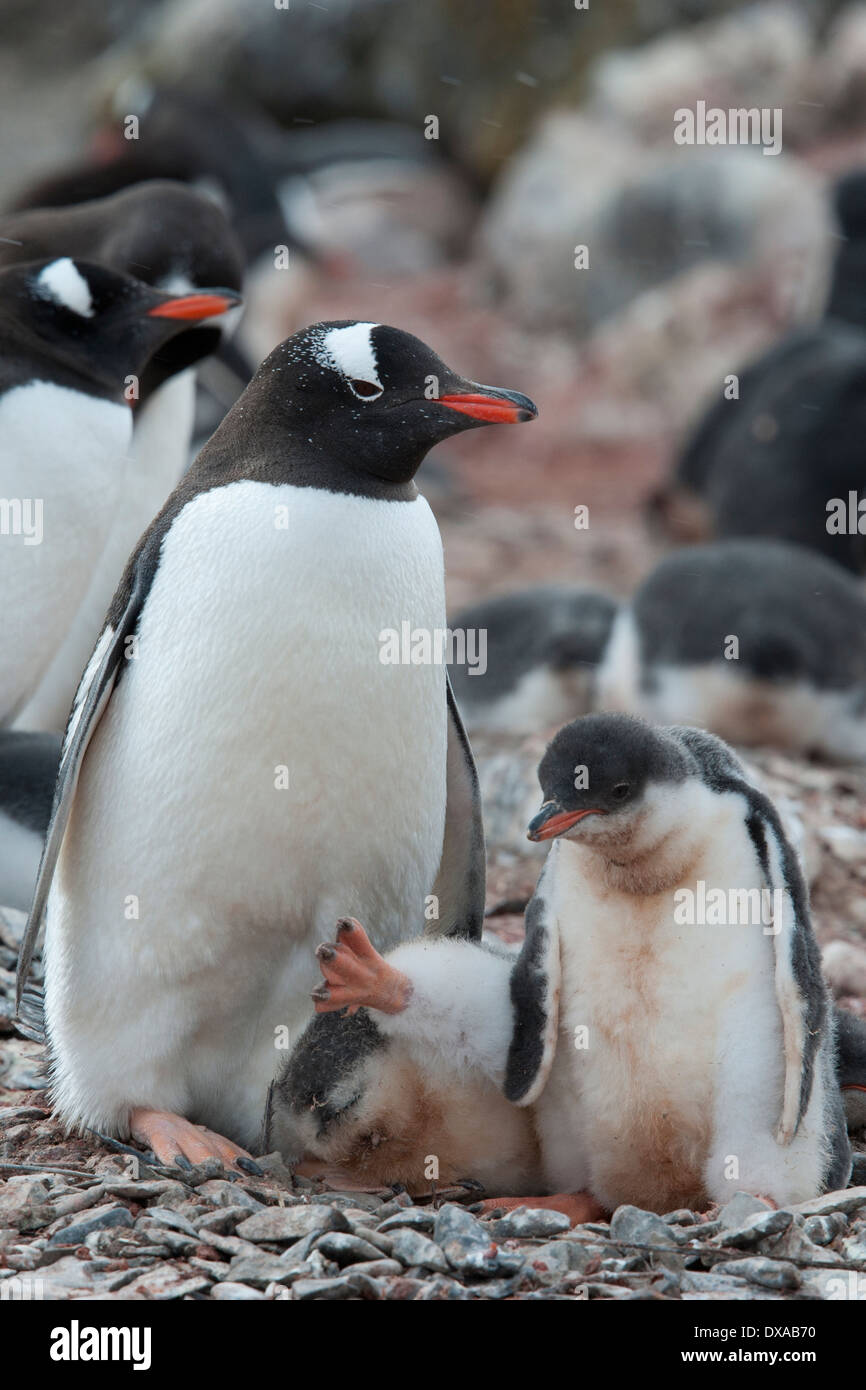 Gentoo penguin family, Pygoscelis papua. Hannah Point, Antarctic ...
