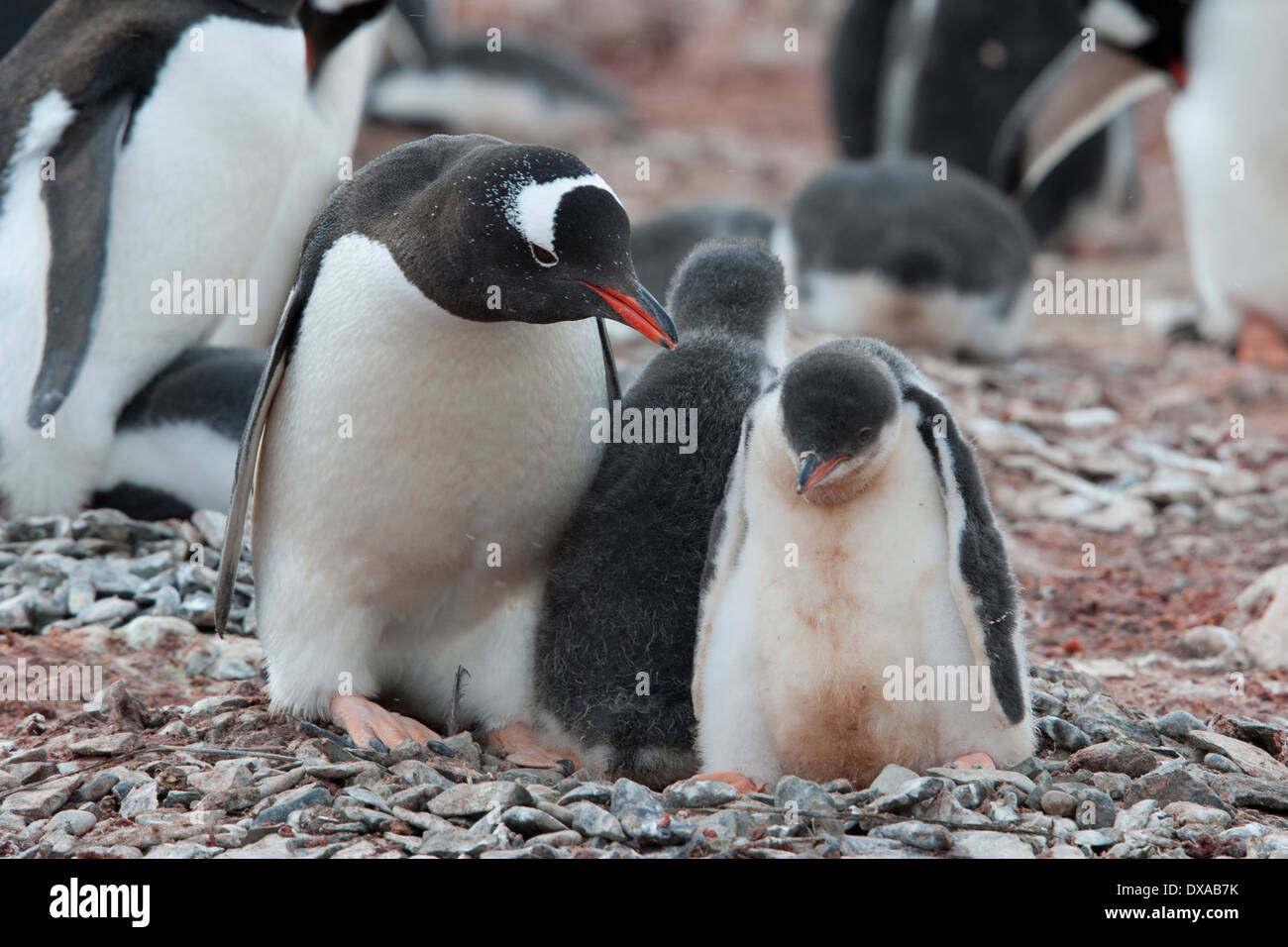 Gentoo penguin family, Pygoscelis papua. Hannah Point, Antarctic ...