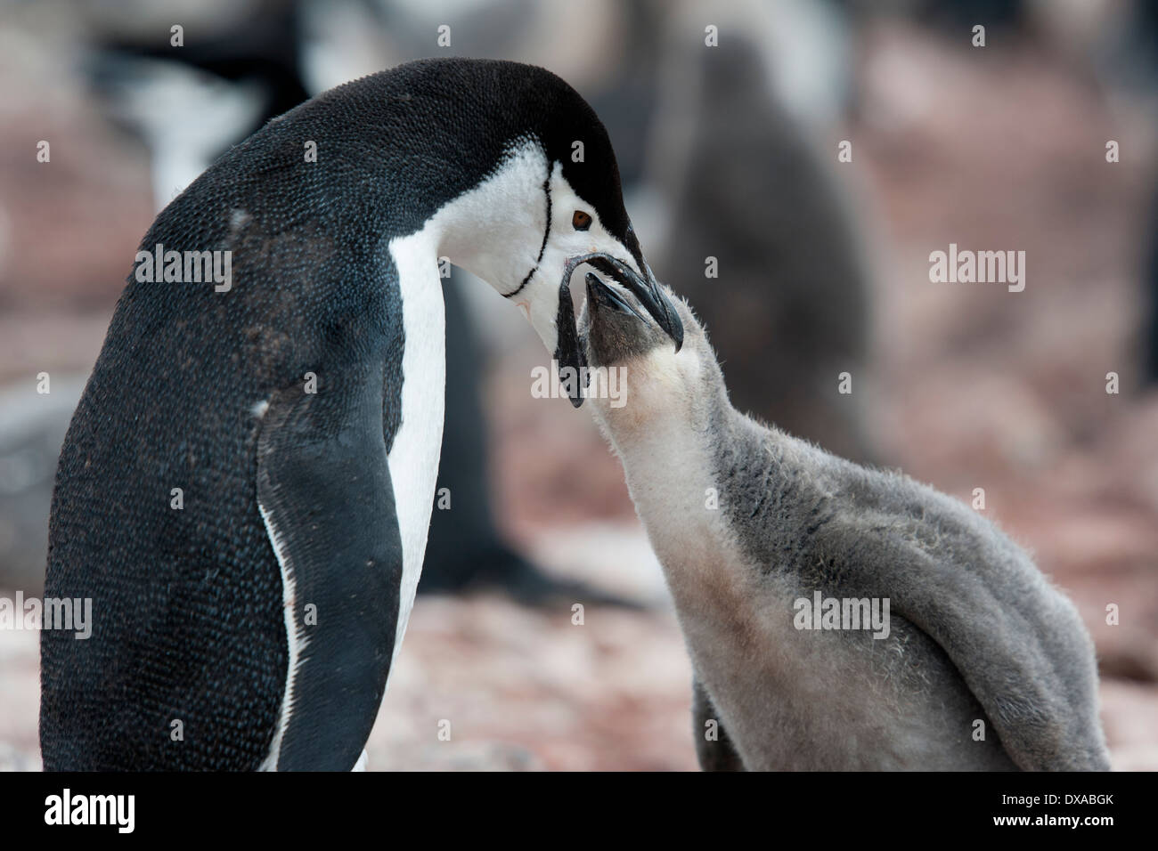 Chinstrap Penguin (Pygoscelis antarcticus), feeding its chick. Hannah ...