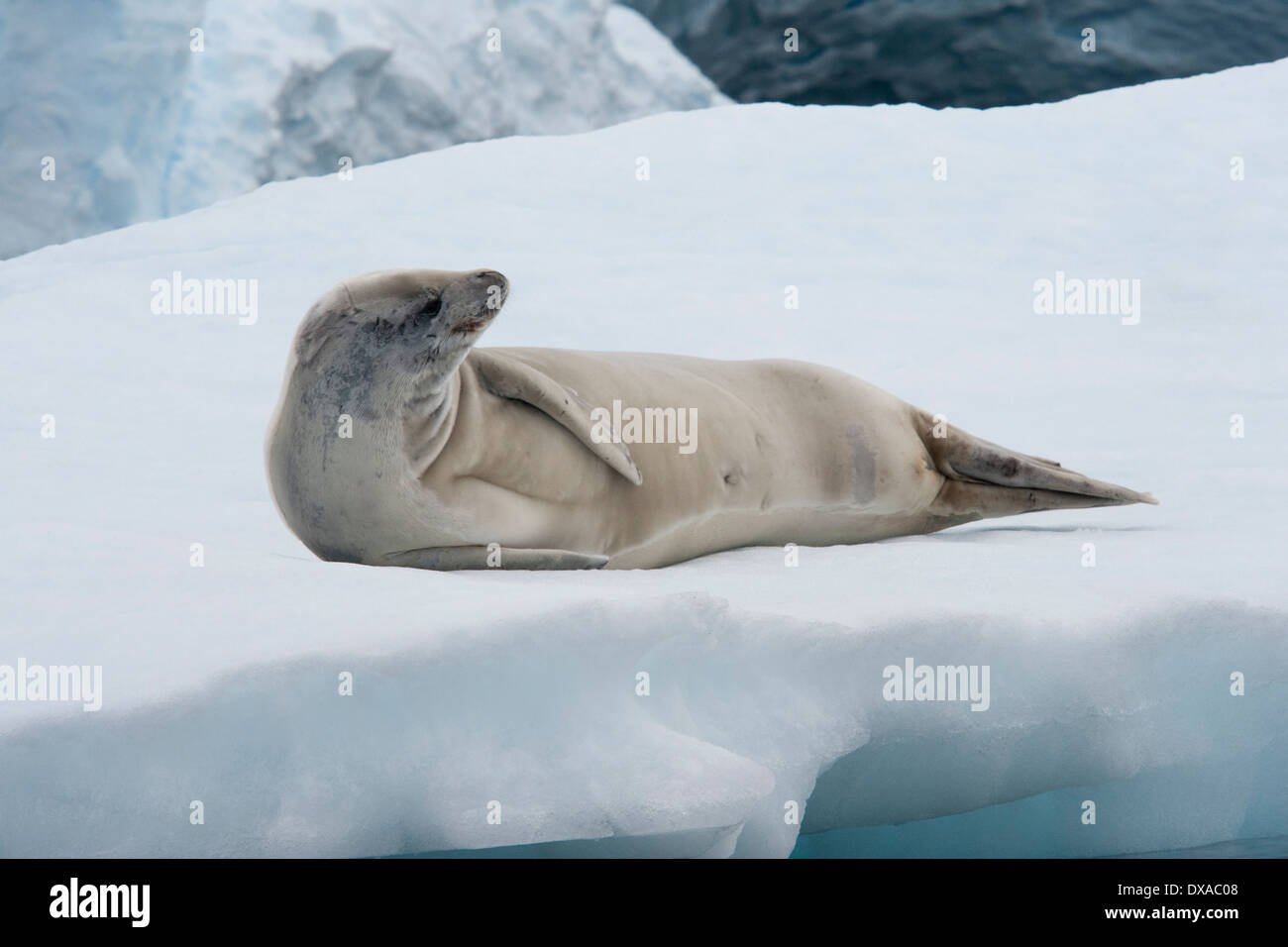Crabeater seal, Lobodon carcinophagus, resting on an iceberg with ...