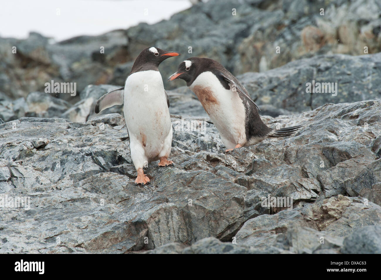 Rock penguins peninsula hi-res stock photography and images - Alamy