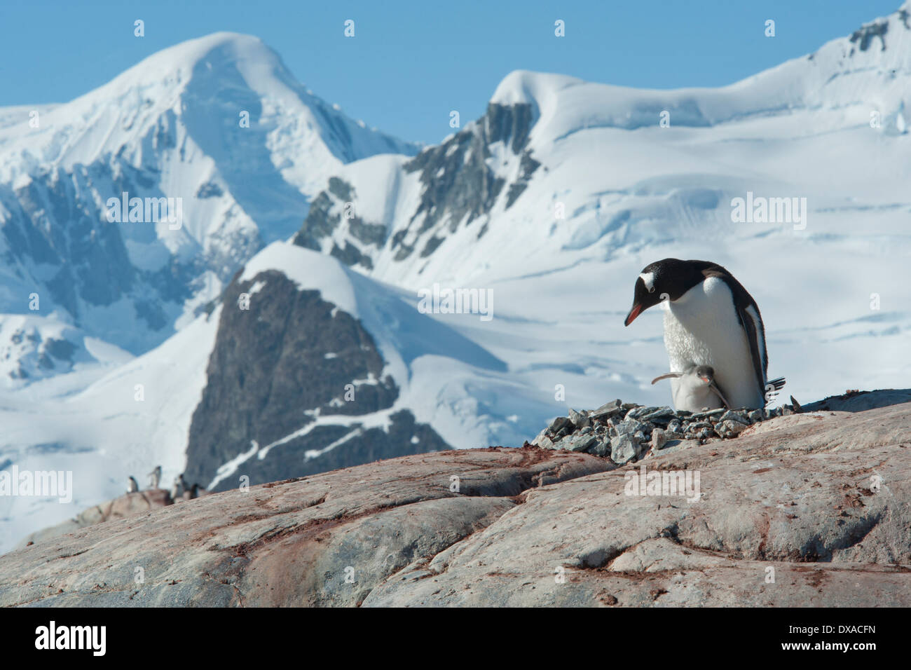 Gentoo penguin family, Pygoscelis papua. Pleneau Island, Antarctic ...
