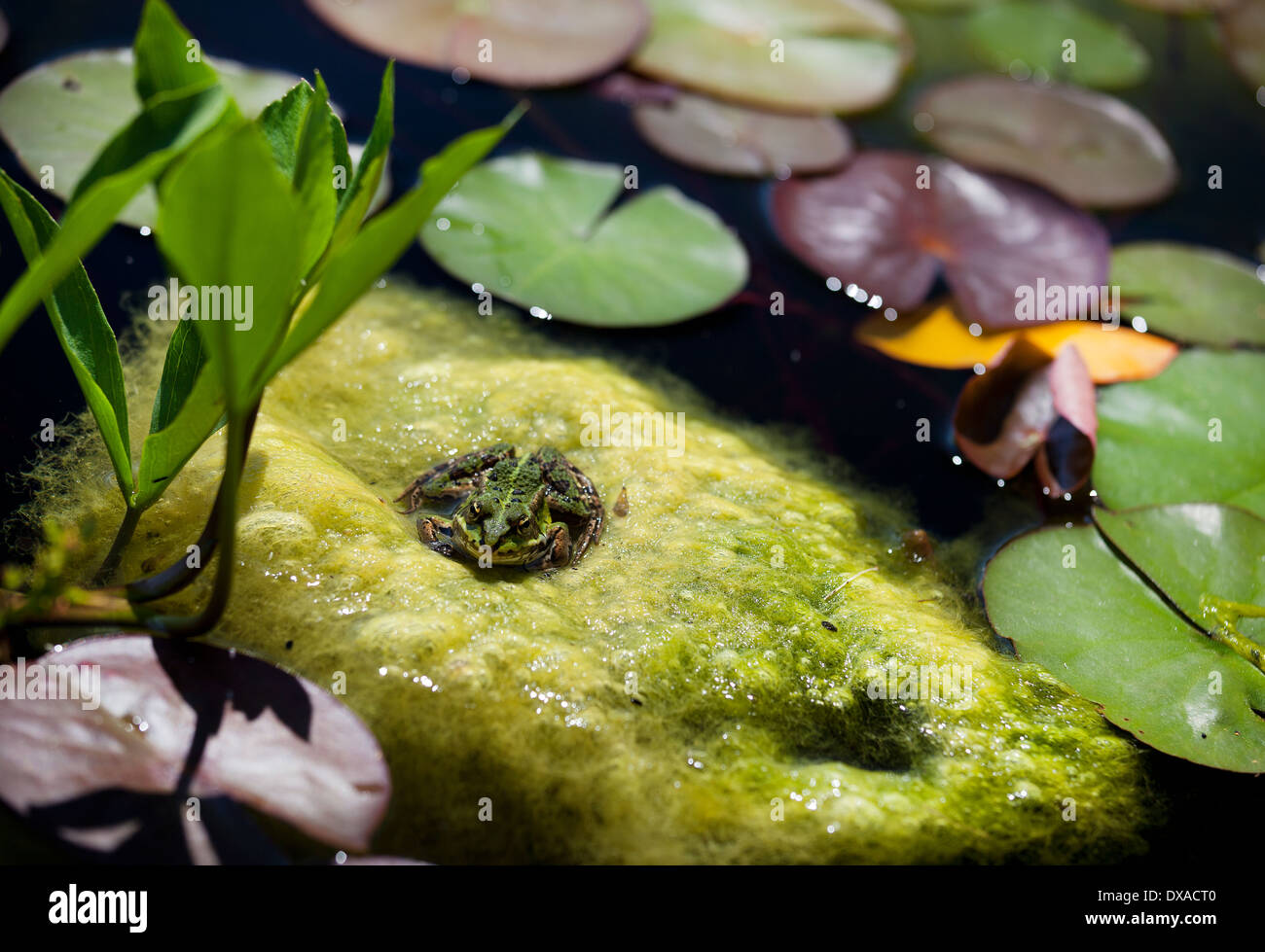 a frog sits on green algae in a garden pond Stock Photo - Alamy