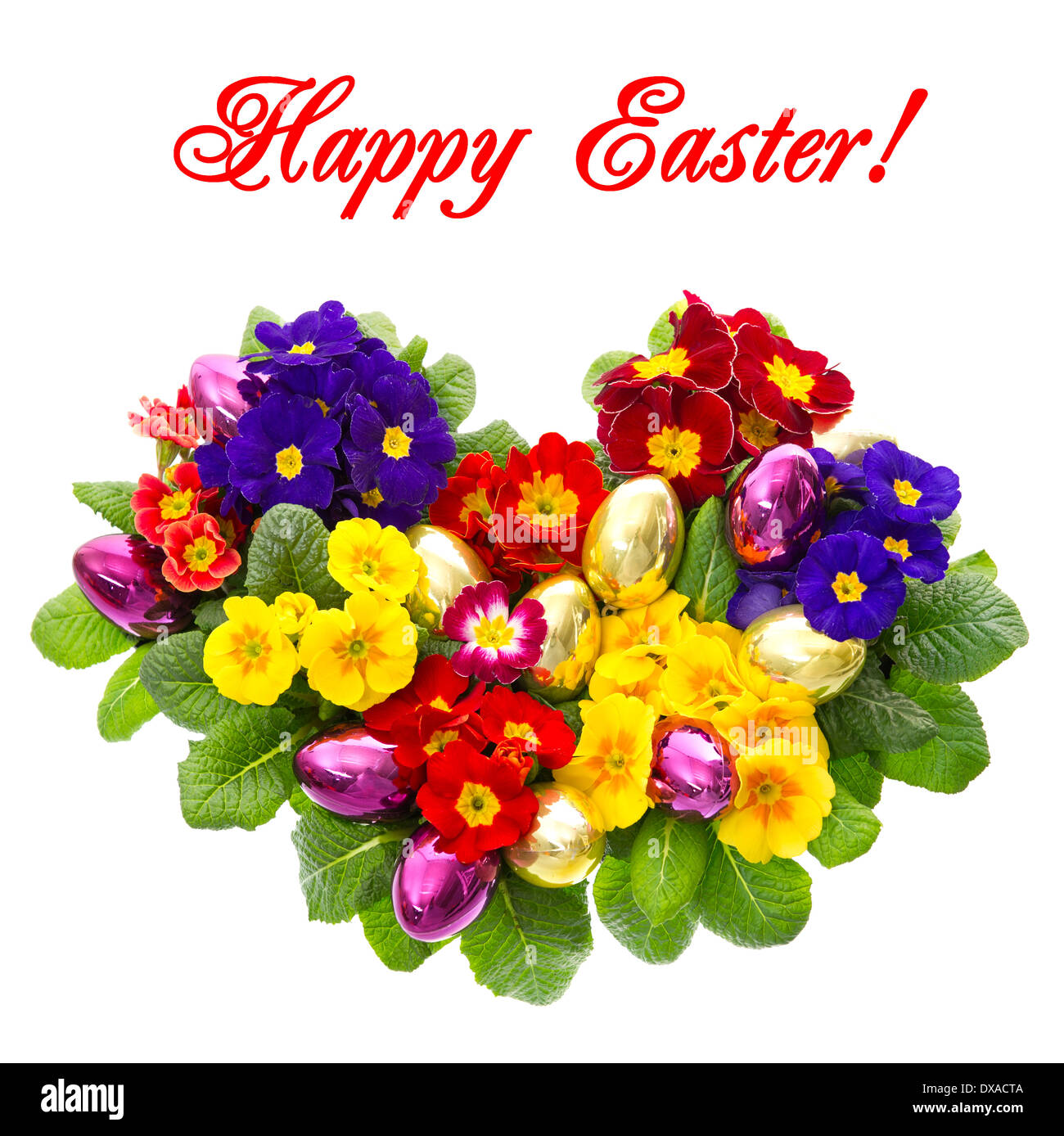 assorted primula flowers with easter eggs decoration isolated on white ...