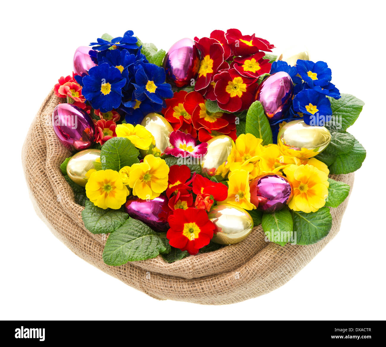 colorful primula flowers with easter eggs decoration isolated on white ...