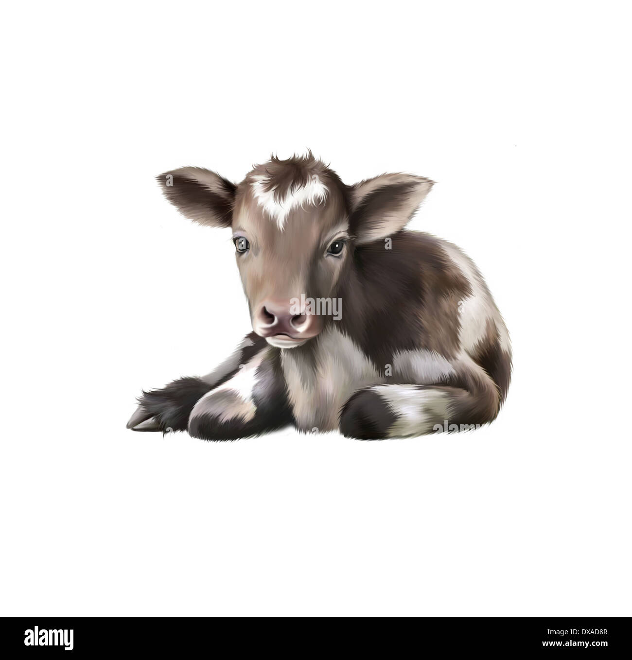 Newborn Calf, black and white baby cow Stock Photo - Alamy