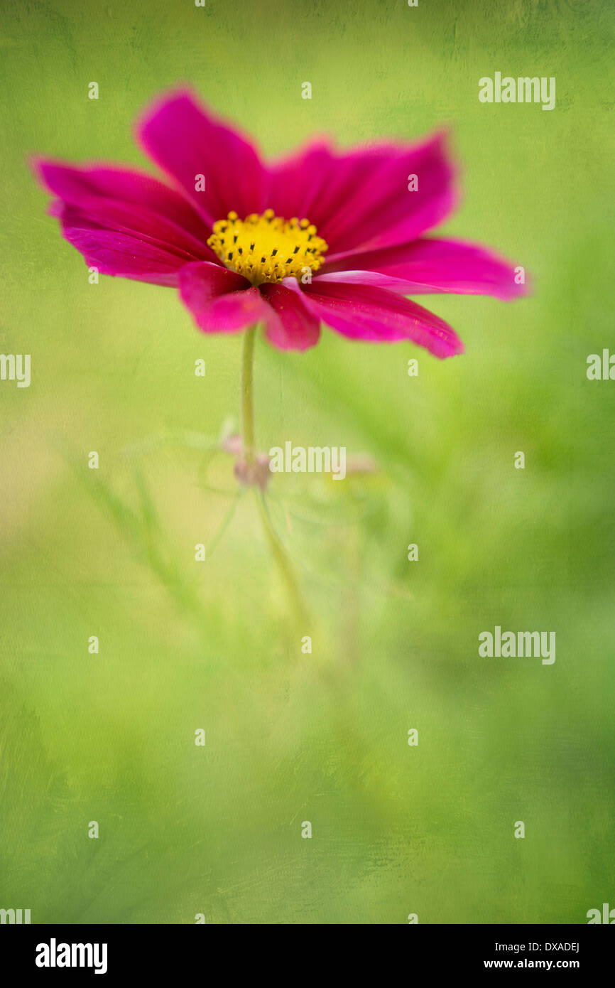 Cosmos bipinnatus, side view of a single deep red flower of against its ...