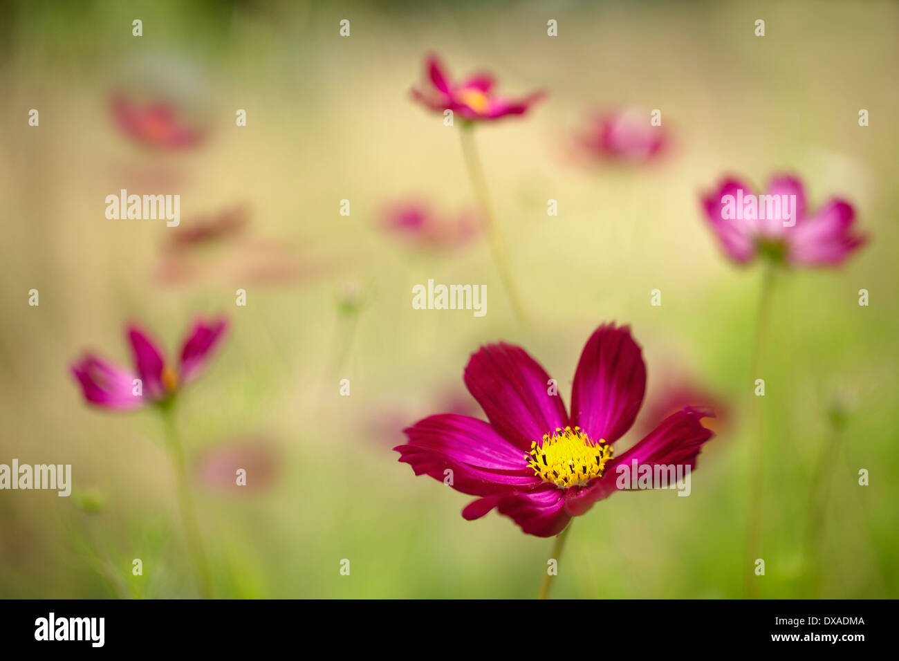 Cosmos bipinnatus 'Rubenza', a deep ruby red flower with others soft ...