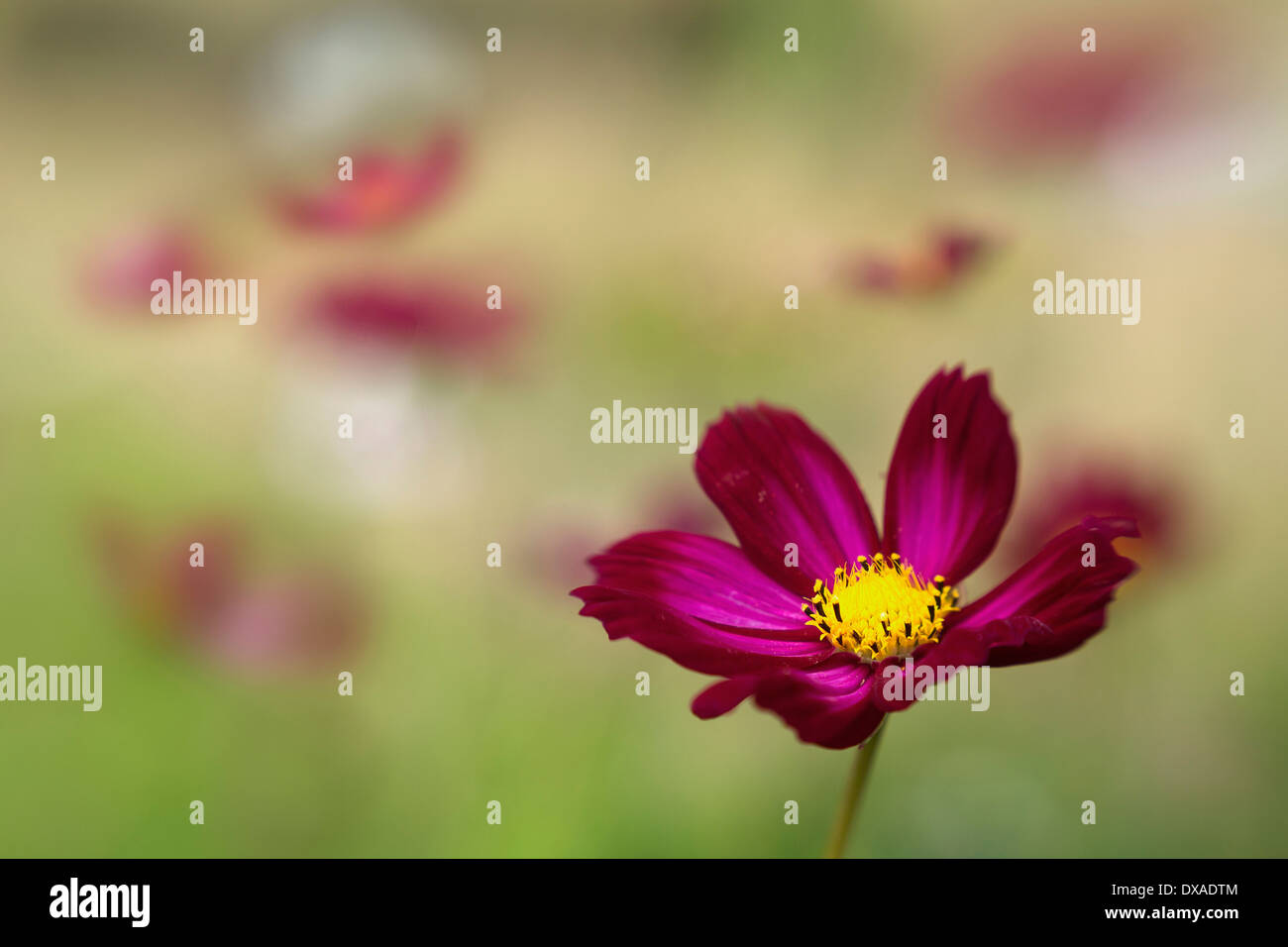 Cosmos bipinnatus 'Rubenza', a deep ruby red flower with others soft ...