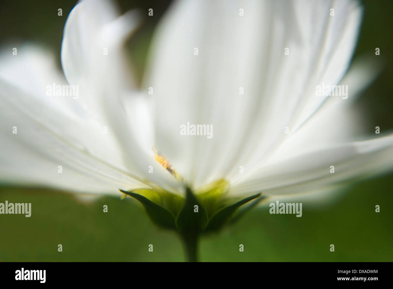 White is the colour of purity hi-res stock photography and images - Alamy