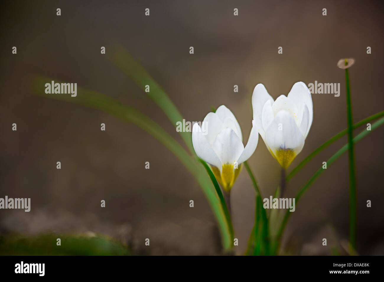 Crocus, two pure white crocuses with leaves Stock Photo - Alamy