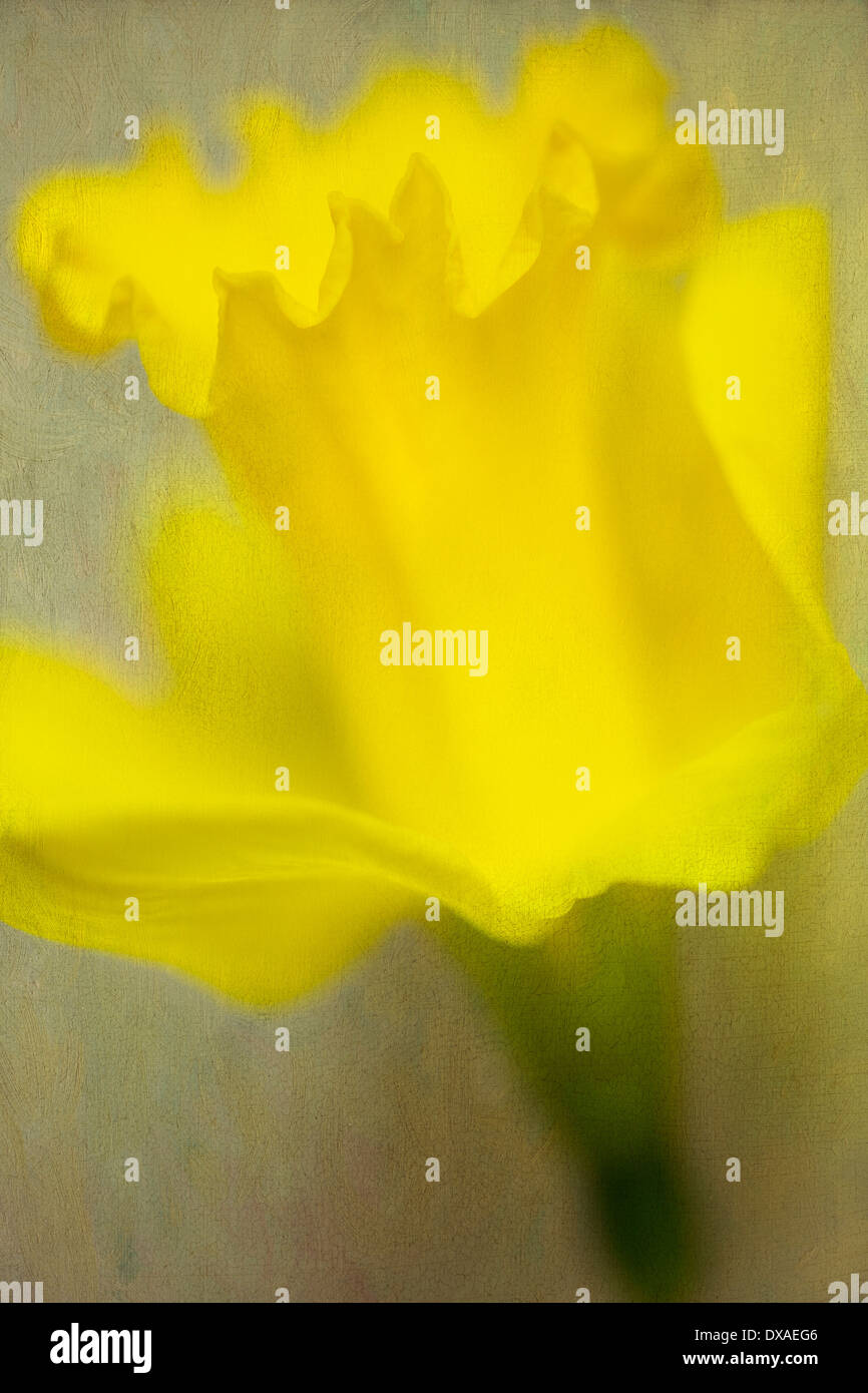 Side view daffodil flower narcissus hi-res stock photography and images ...