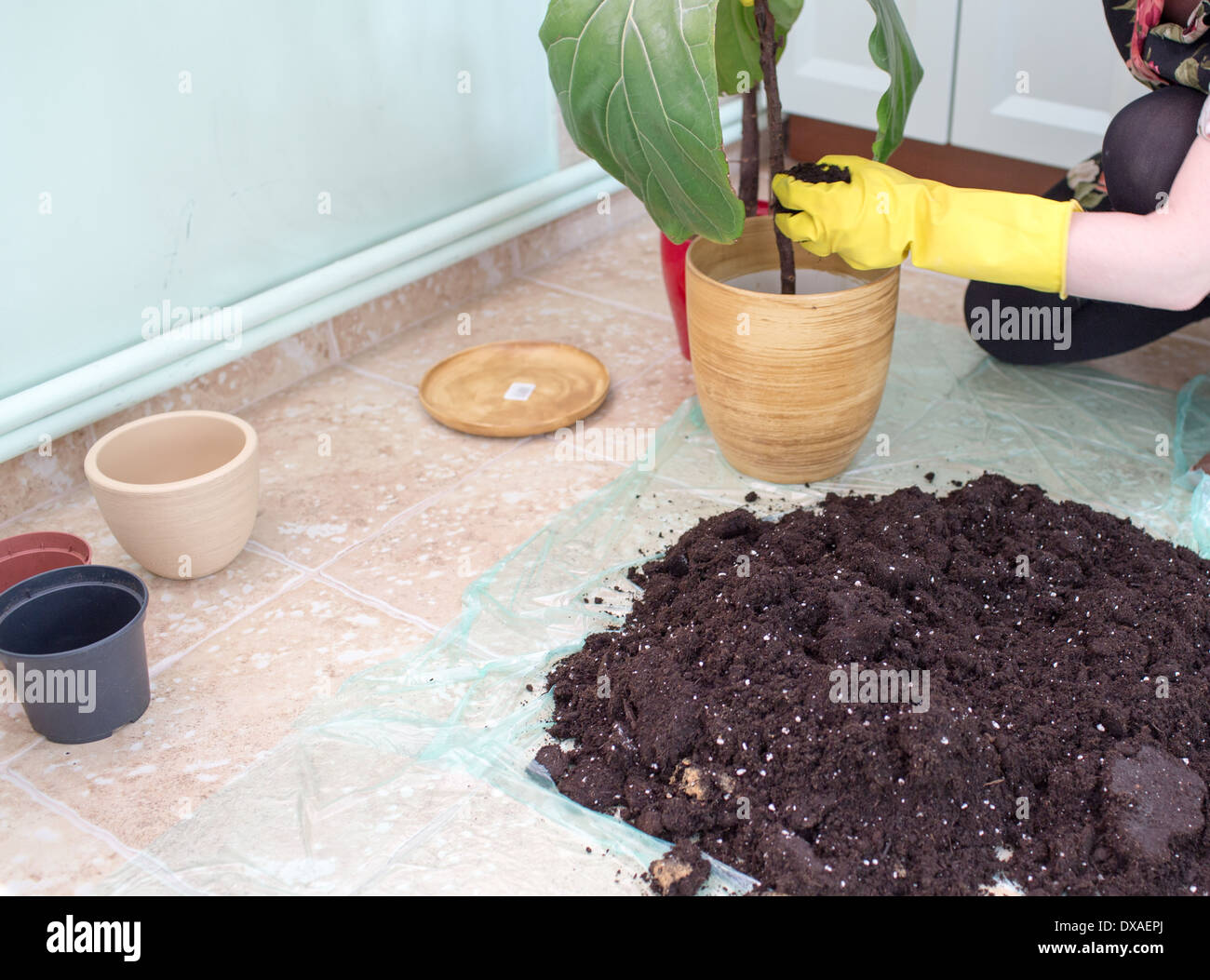 Work at home. Planting a flower and spring cleaning Stock Photo - Alamy