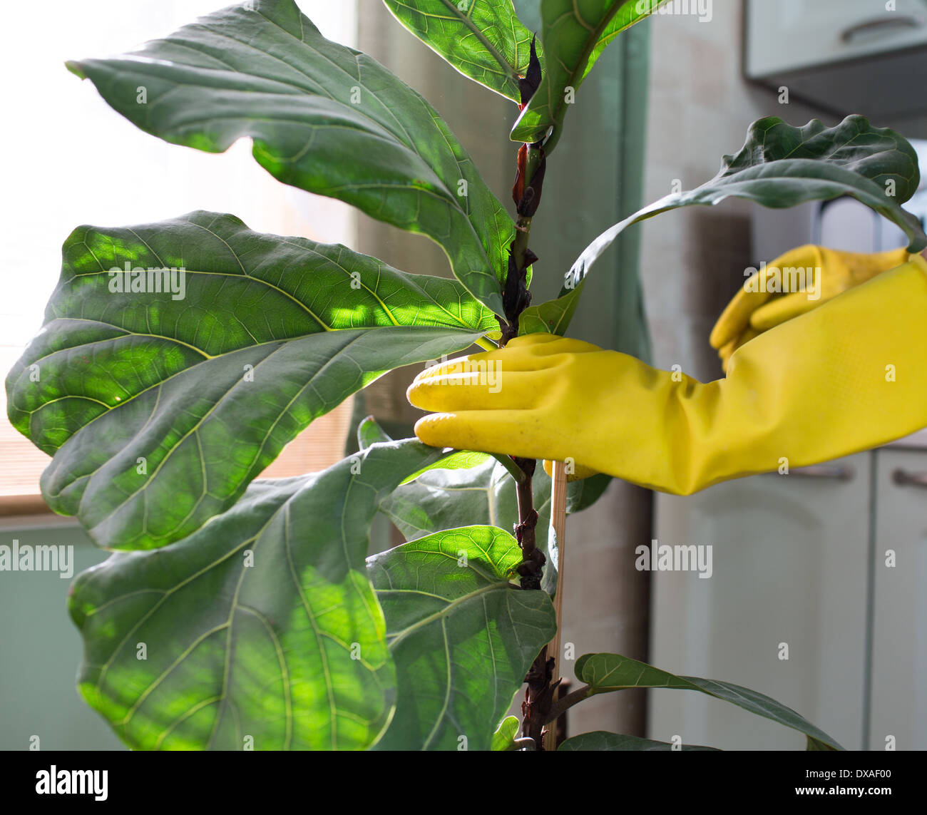 Work at home. Planting a flower and spring cleaning Stock Photo - Alamy