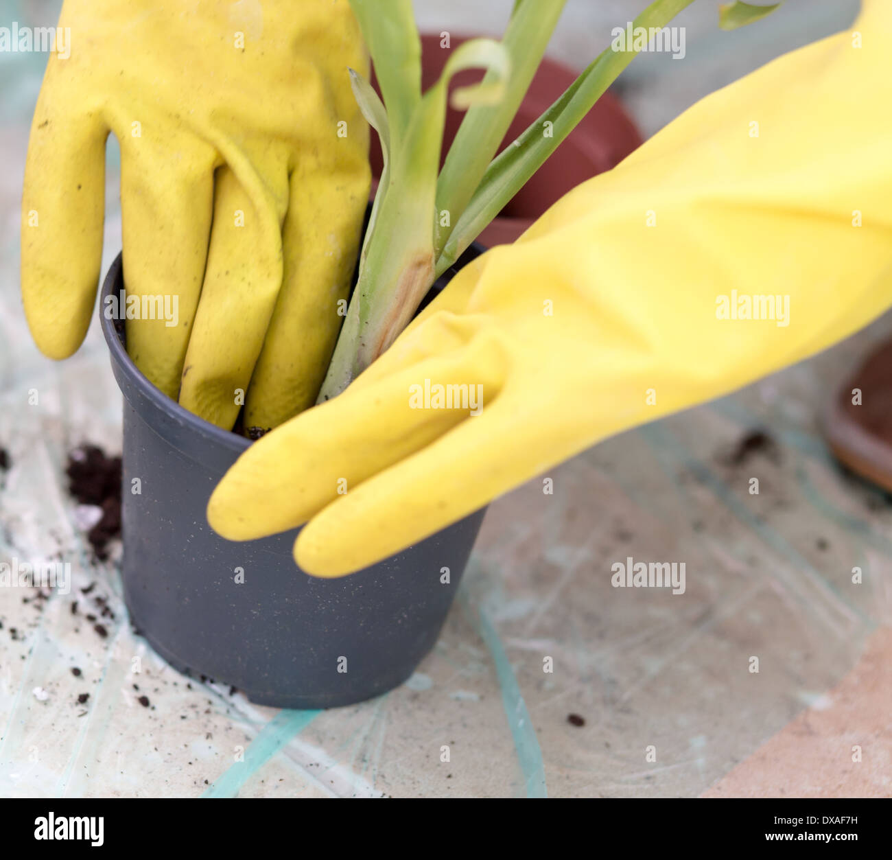 Work at home. Planting a flower and spring cleaning Stock Photo - Alamy