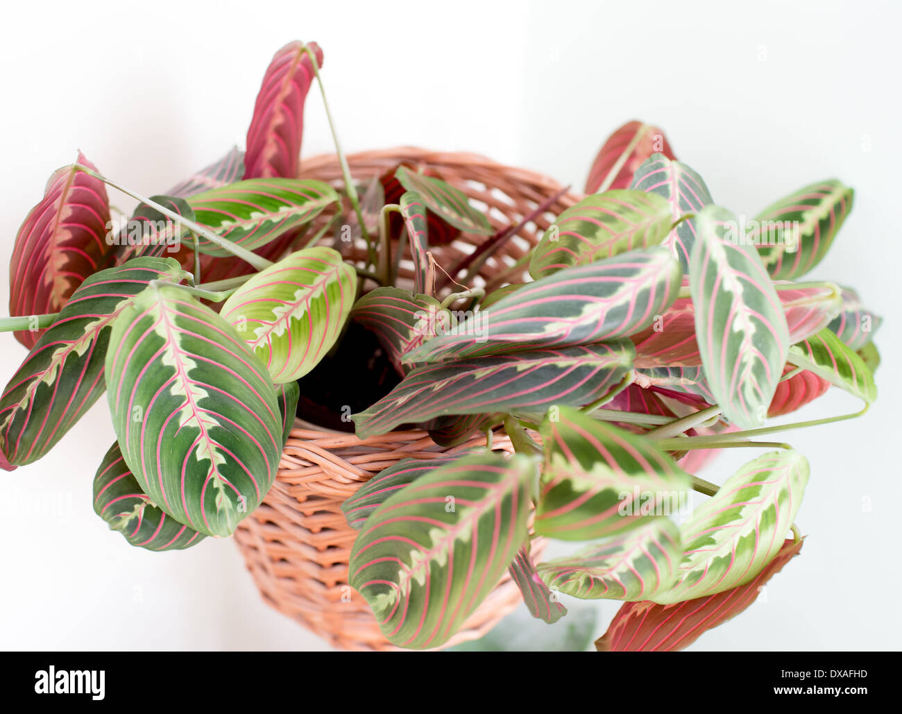 Work at home. Planting a flower and spring cleaning Stock Photo - Alamy