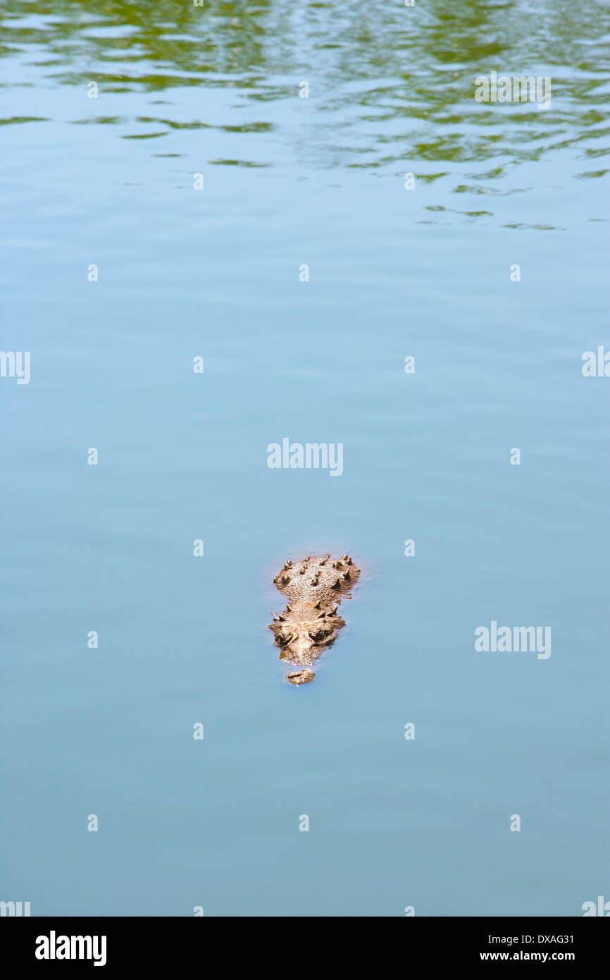 An alligator floating in the water Stock Photo - Alamy