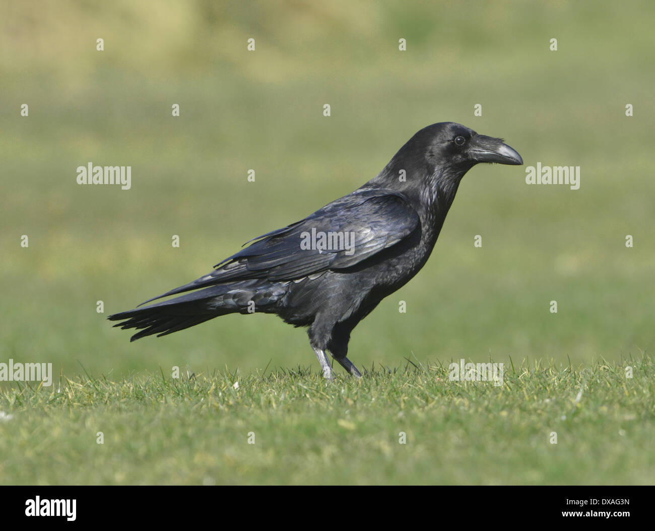 Perching raven hi-res stock photography and images - Alamy