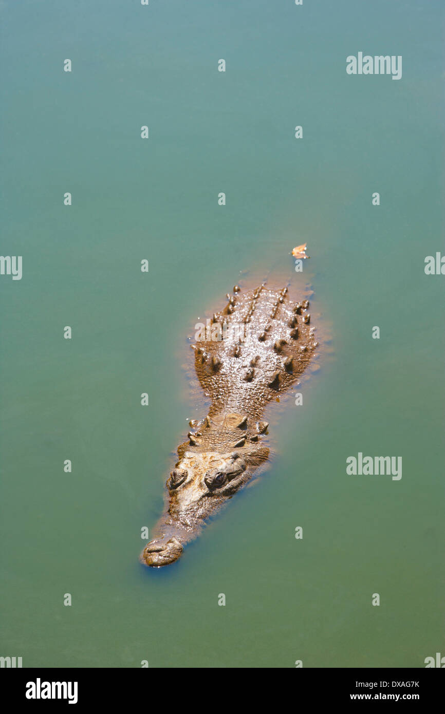 An alligator floating in the water Stock Photo - Alamy