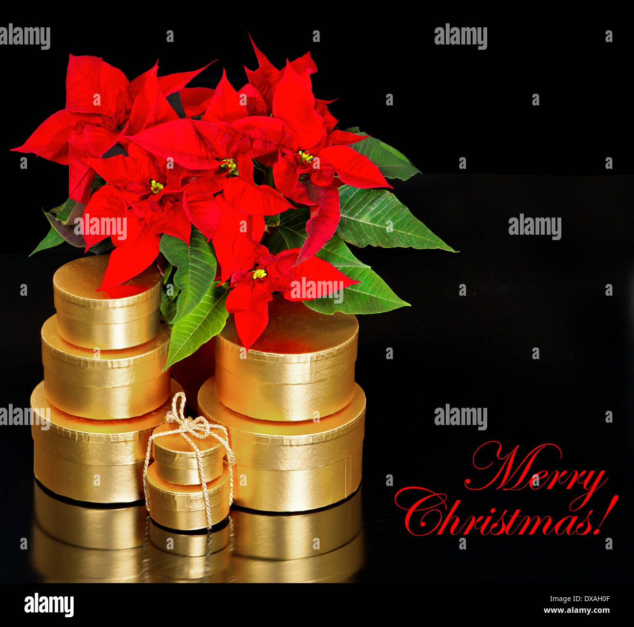 red christmas flower poinsettia with golden gifts on black background ...