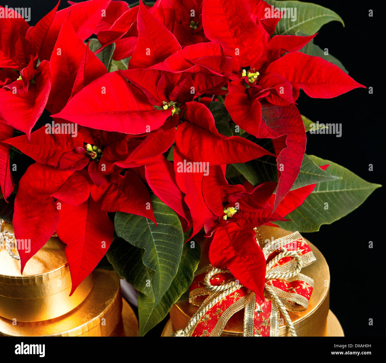 red christmas flower poinsettia with golden gifts Stock Photo - Alamy
