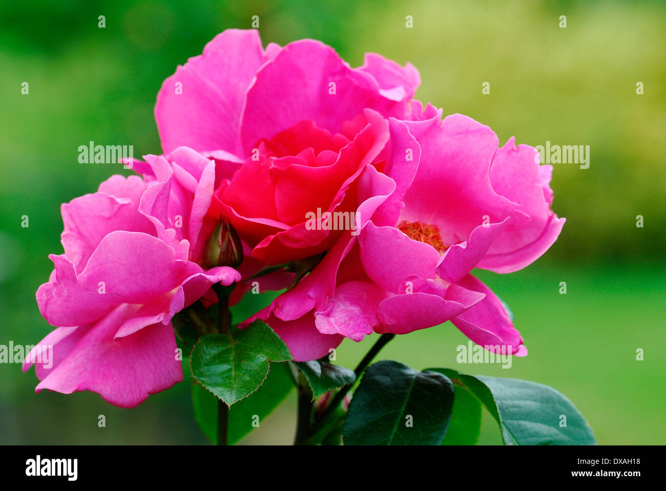 Rose mme therese meyer hi-res stock photography and images - Alamy
