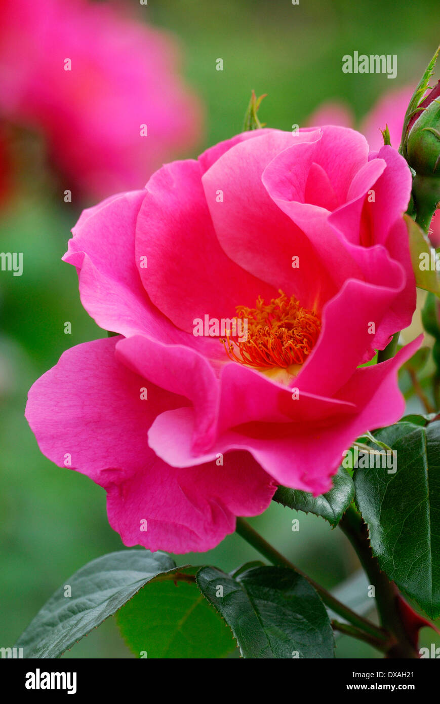 Rose mme therese meyer hi-res stock photography and images - Alamy