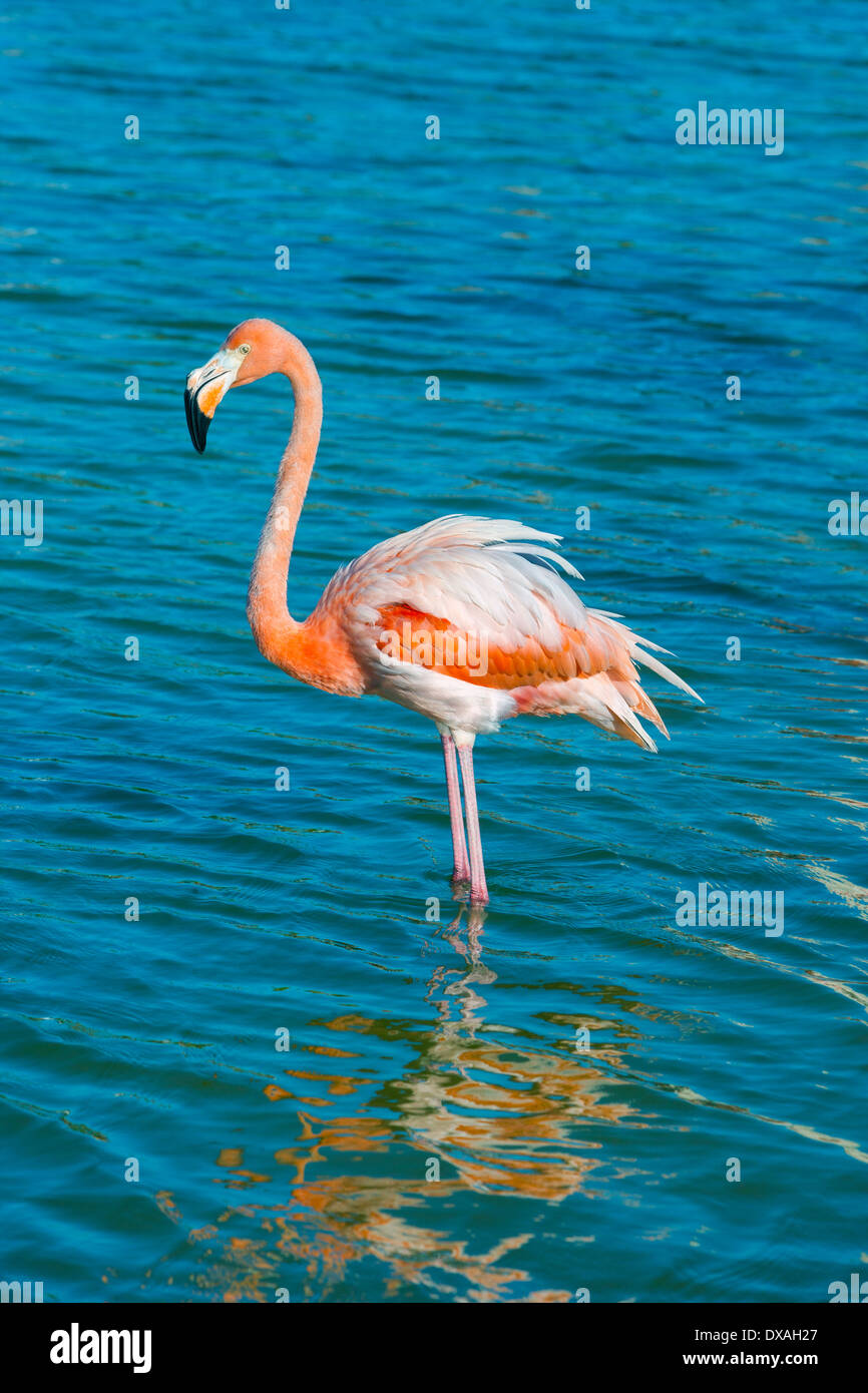 Flamingo caribbean people hi-res stock photography and images - Alamy